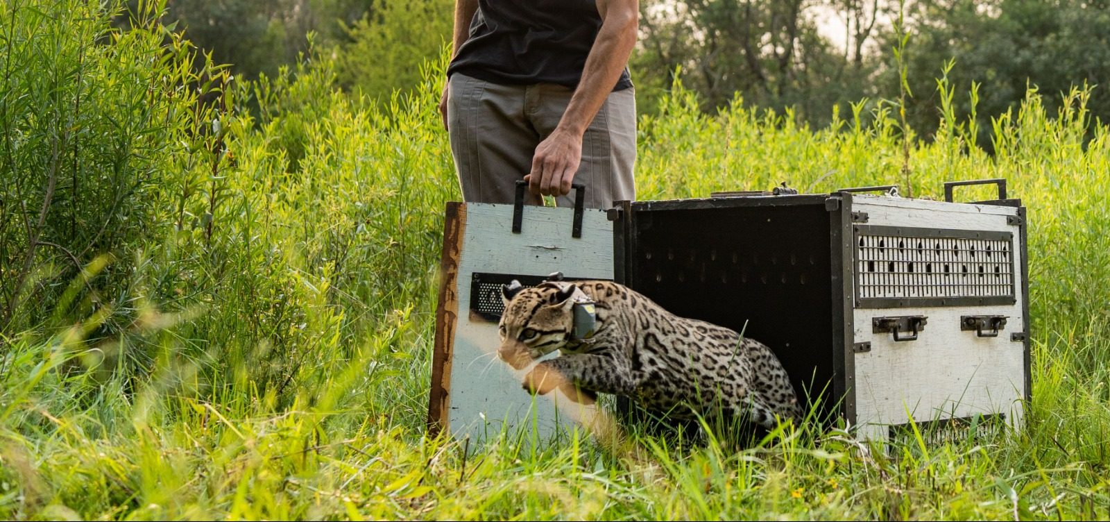 Parque de la Biodiversidad: un ocelote macho fue liberado y regresó a ...