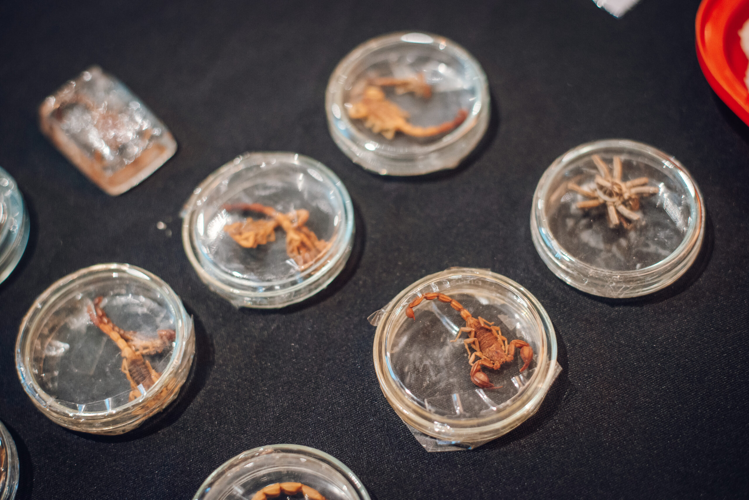 Medidas preventivas para evitar mordeduras o picaduras de animales ...